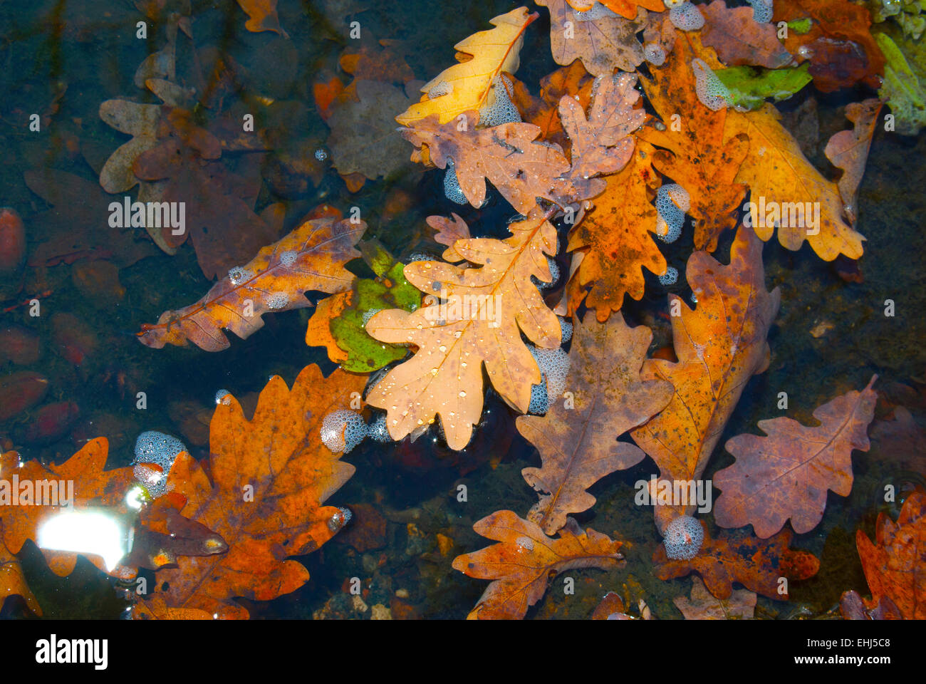 Horizontal leaves background hi-res stock photography and images - Alamy