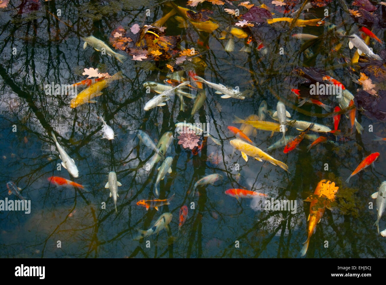 Autumn leaves on the water and fish(Cyprinus carpio).Background ...