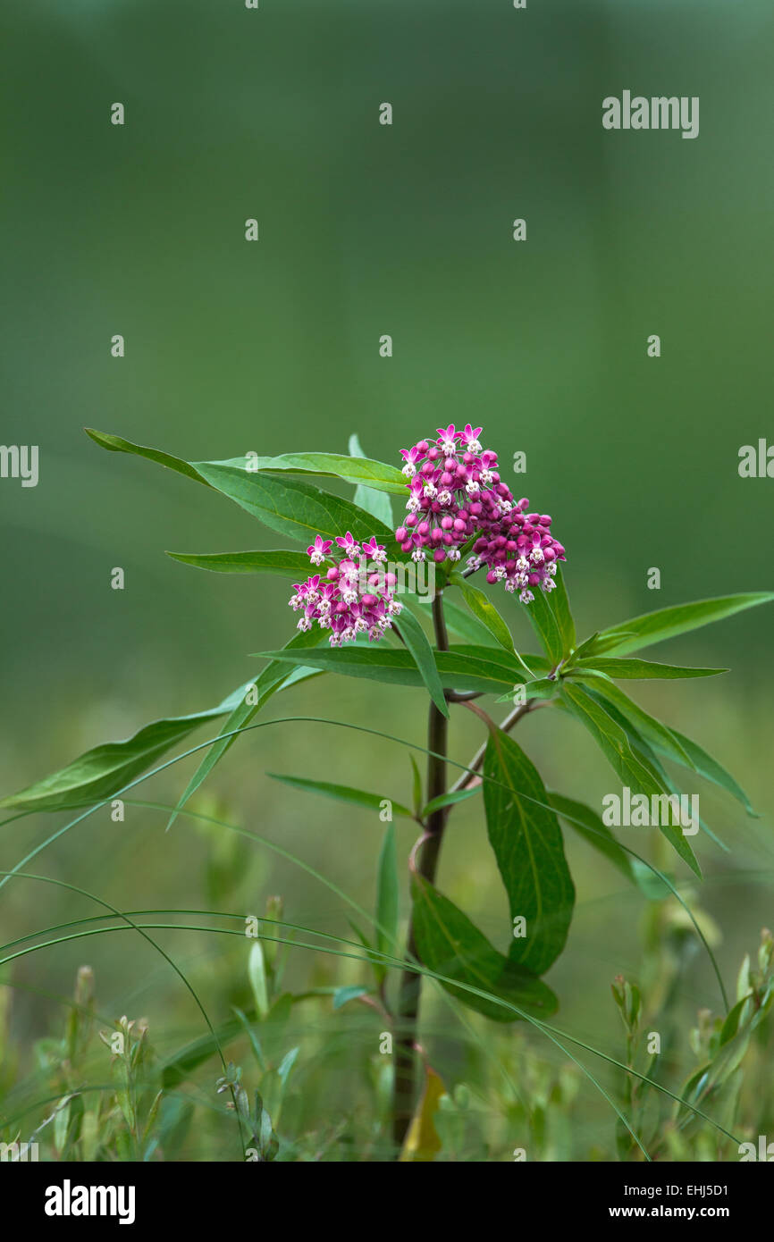 Rose milkweed hi-res stock photography and images - Alamy
