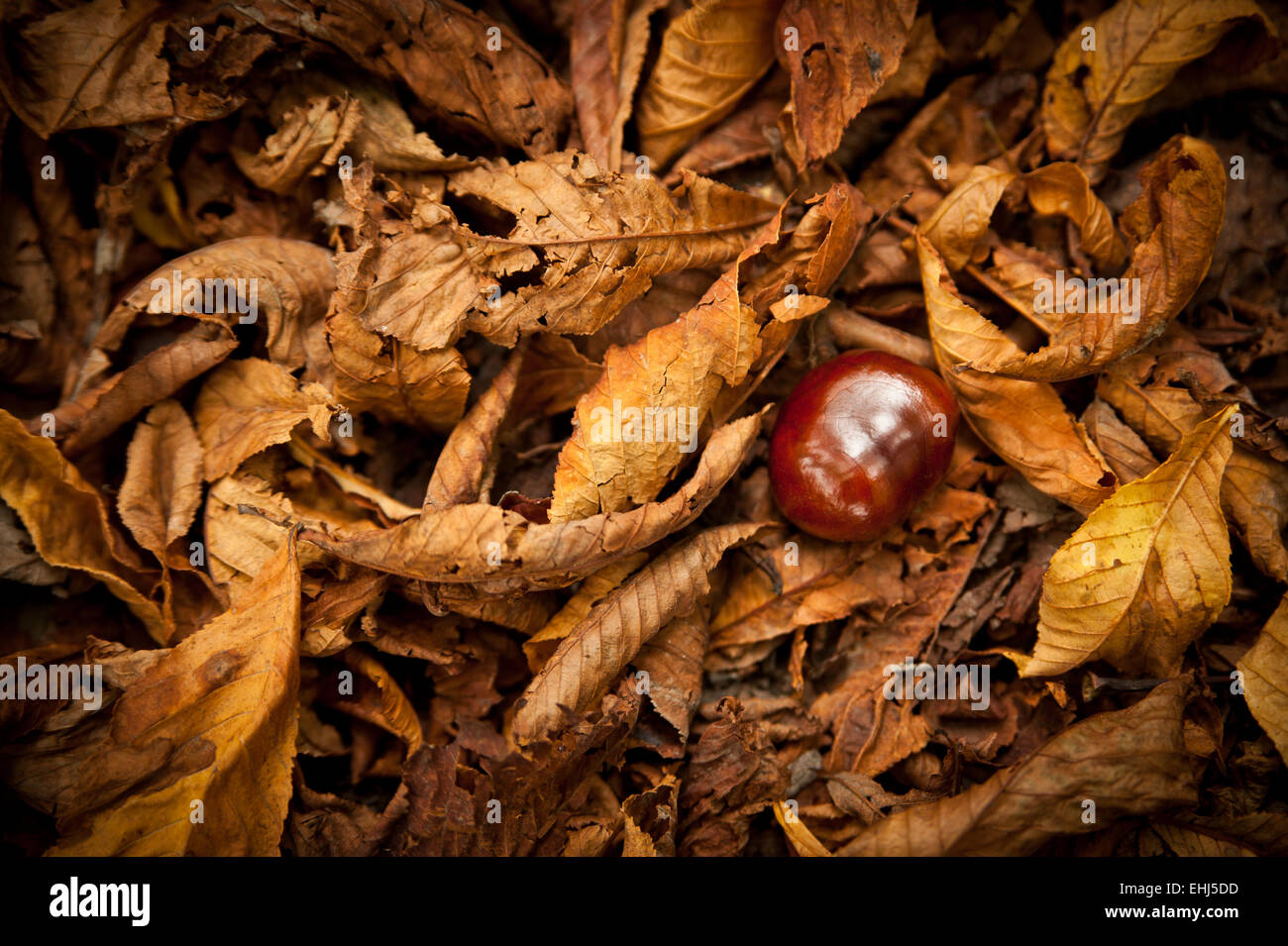 Single Chestnut in a Autumn Foliage Stock Photo - Alamy