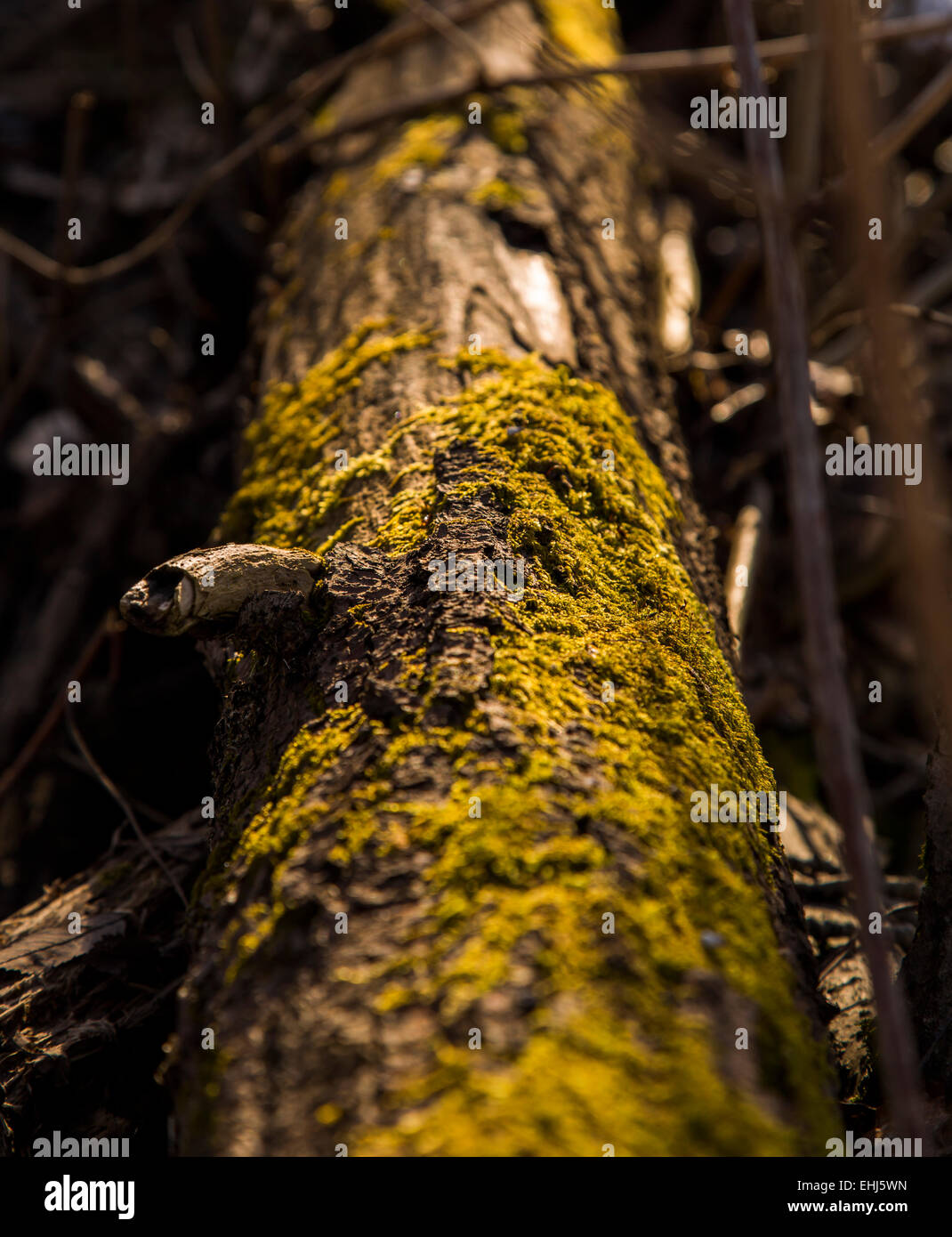 Dead Mossy Tree Stock Photo - Alamy