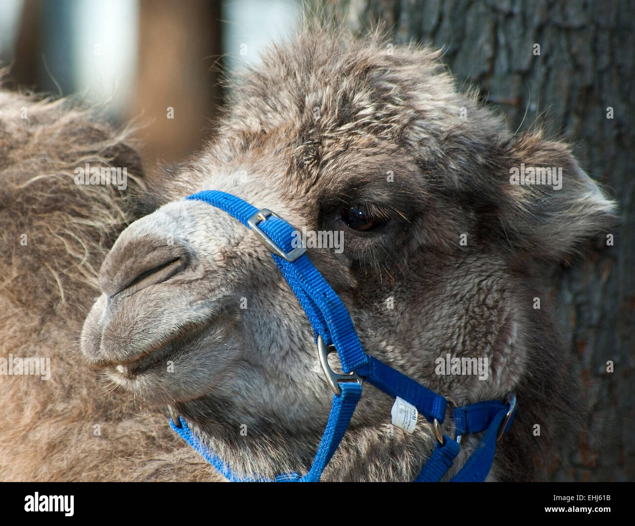 Portrait of a baby camel(Camelus bactrianus)horizontal,Europe,Ukraine ...