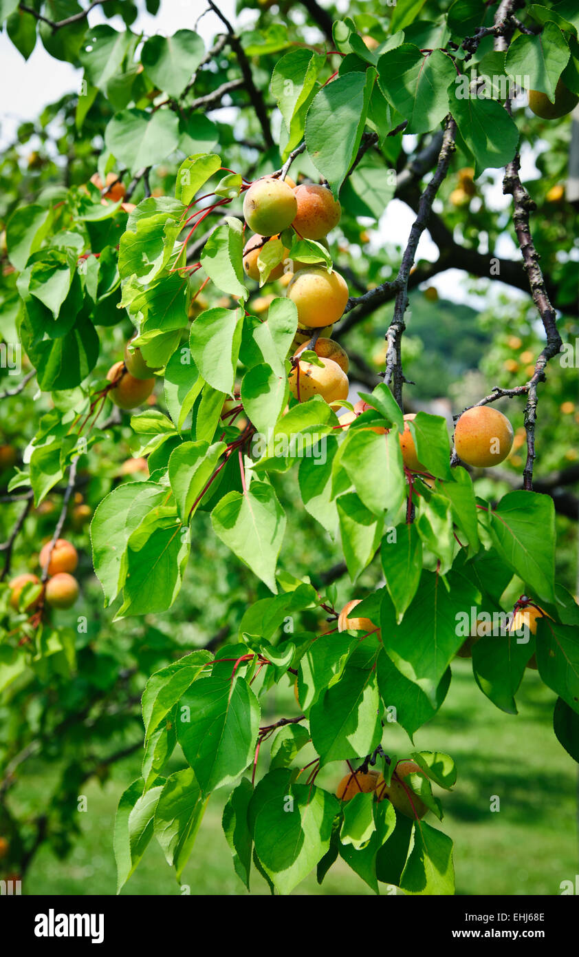 Full orange tree hi-res stock photography and images - Alamy