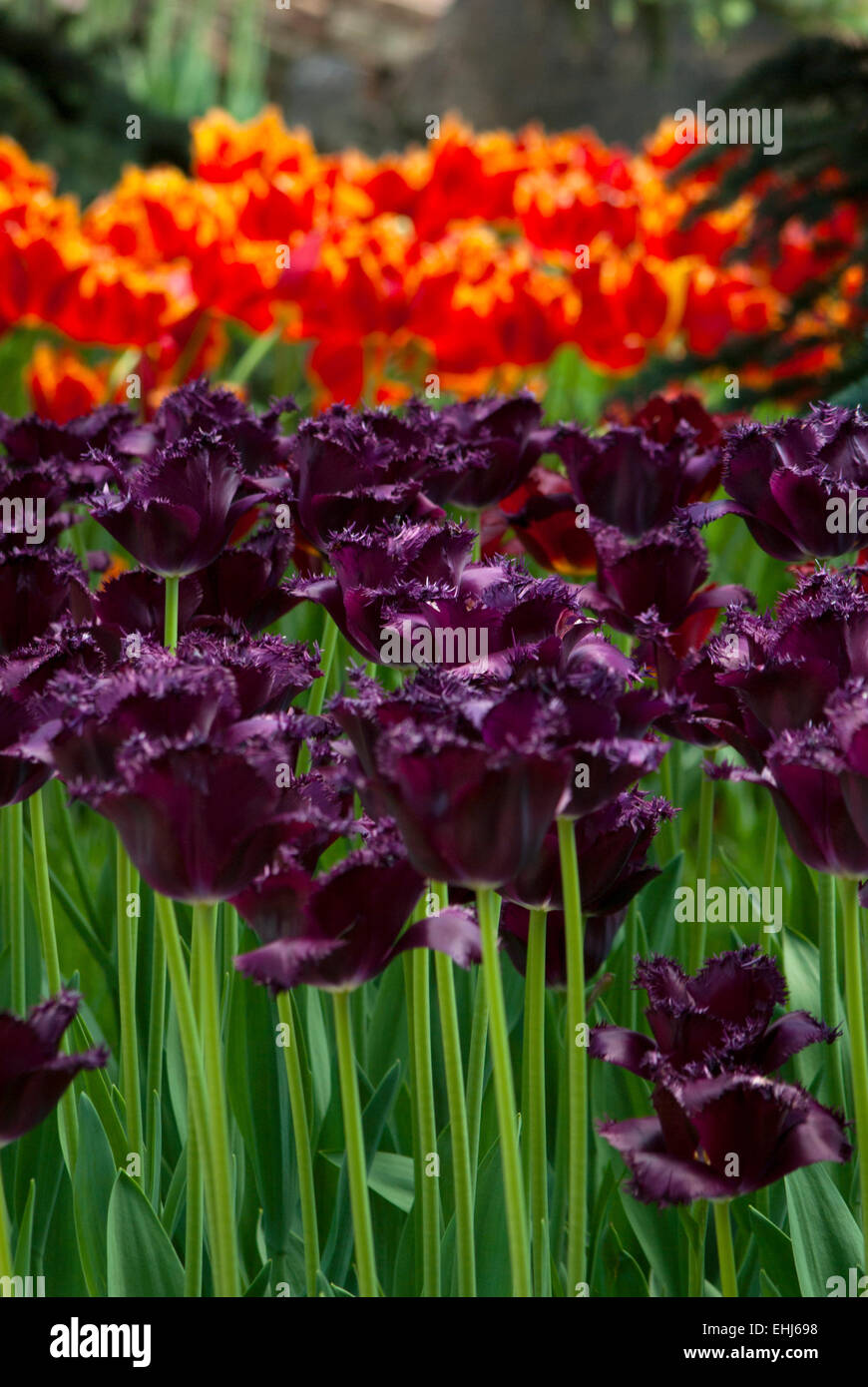 Dark red violet hi-res stock photography and images - Alamy