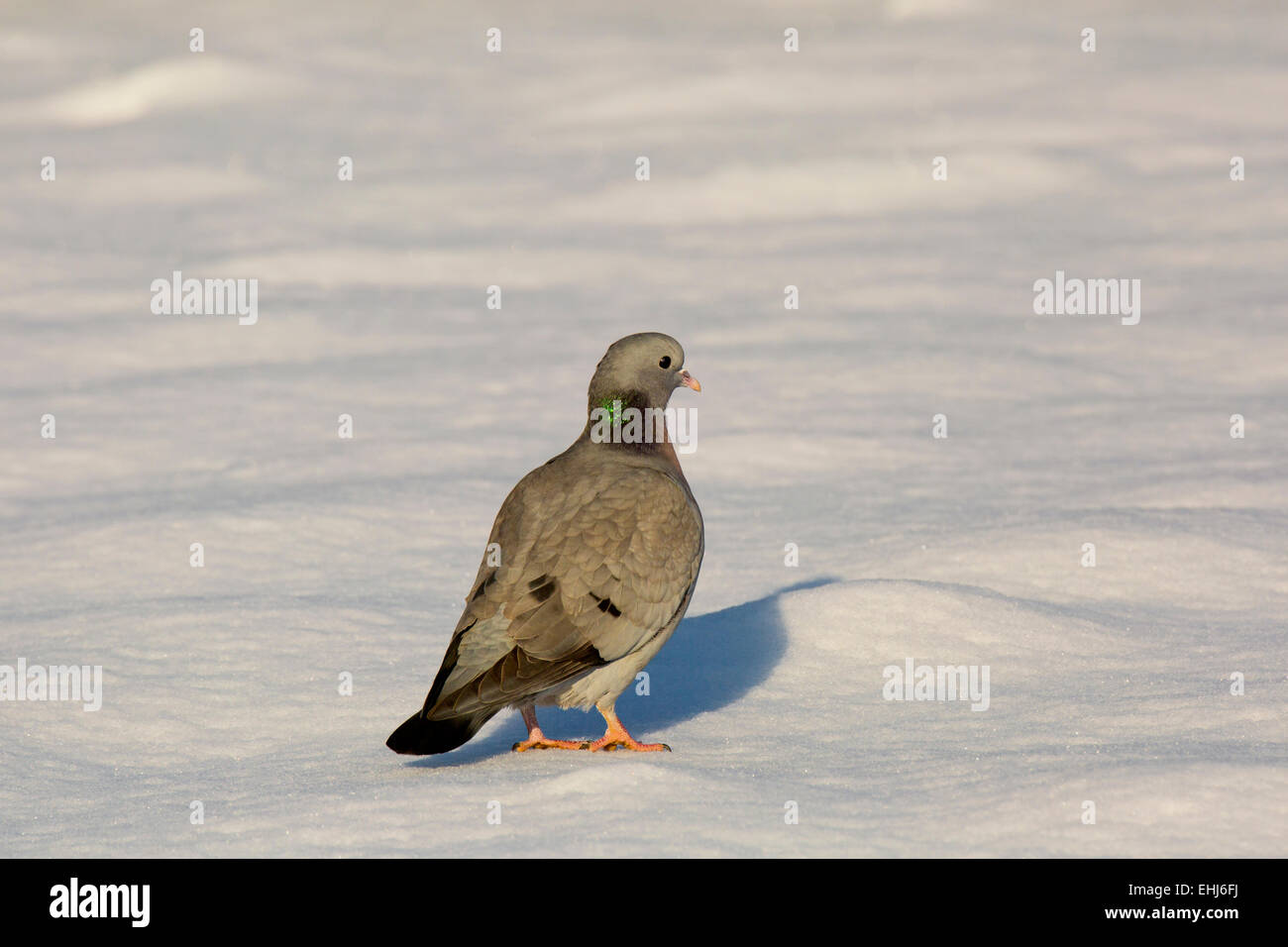 Peched bird hi-res stock photography and images - Alamy