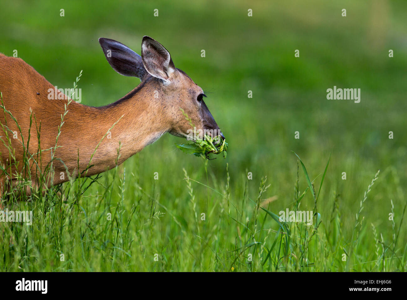 Deer browsing hi-res stock photography and images - Alamy