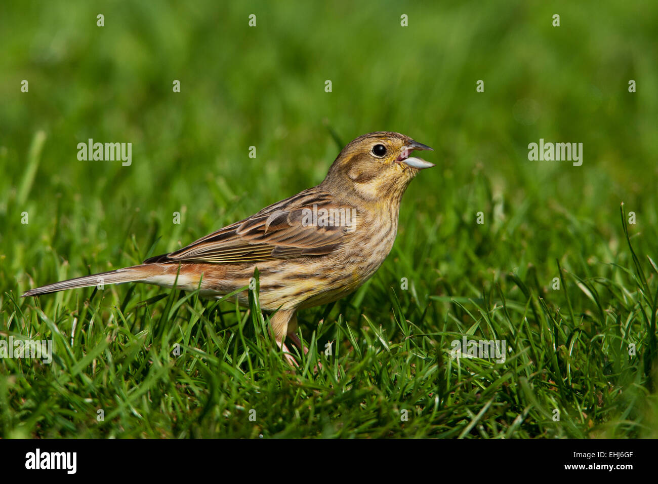 Yellowhammer female hi-res stock photography and images - Alamy
