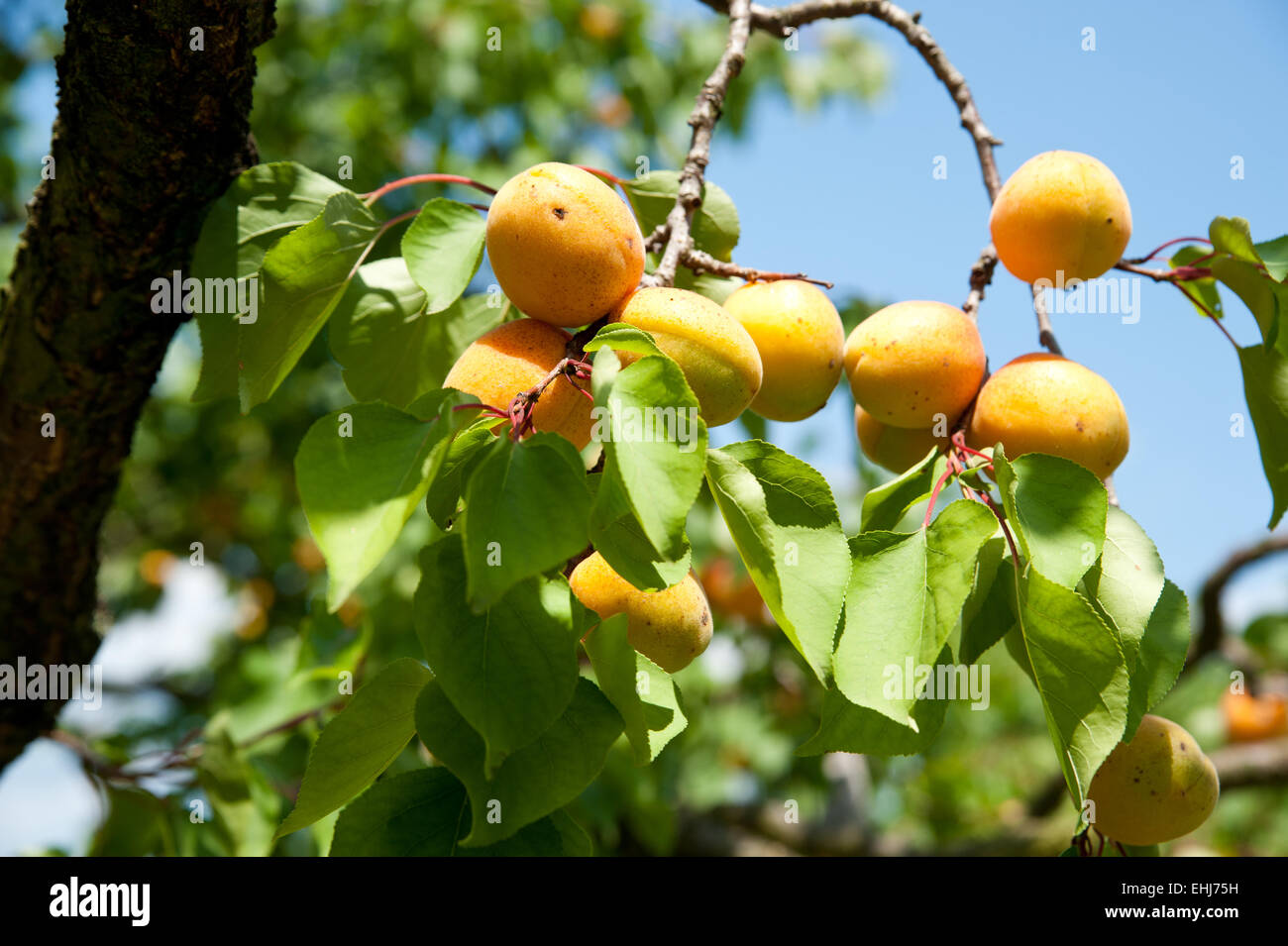 Ripe apricot on tree hi-res stock photography and images - Alamy