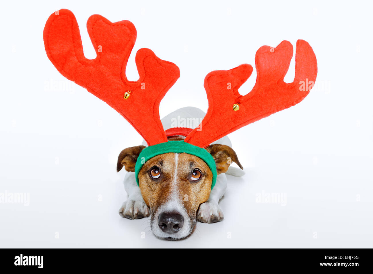 Tired deer hi-res stock photography and images - Alamy