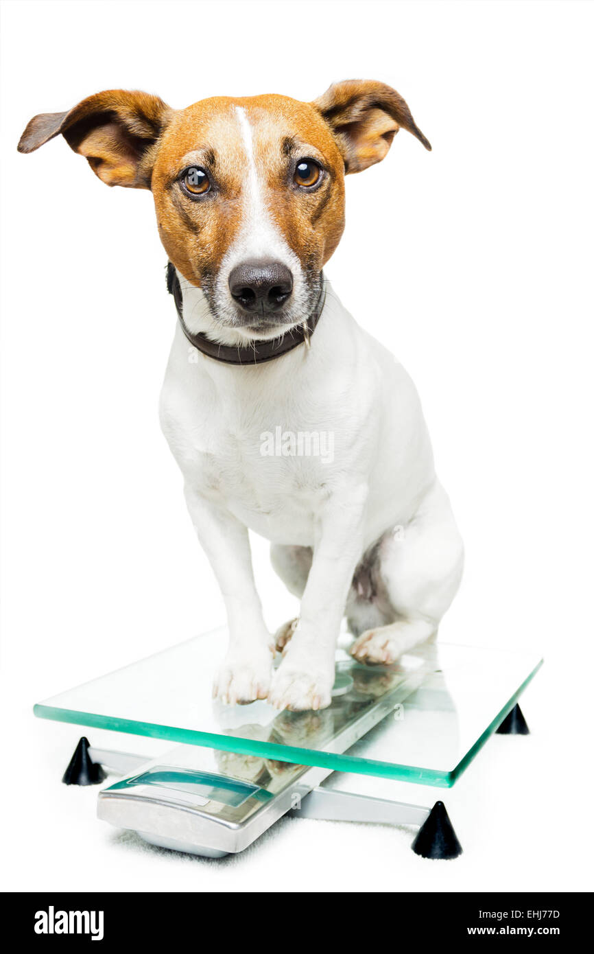 dog on scale Stock Photo - Alamy
