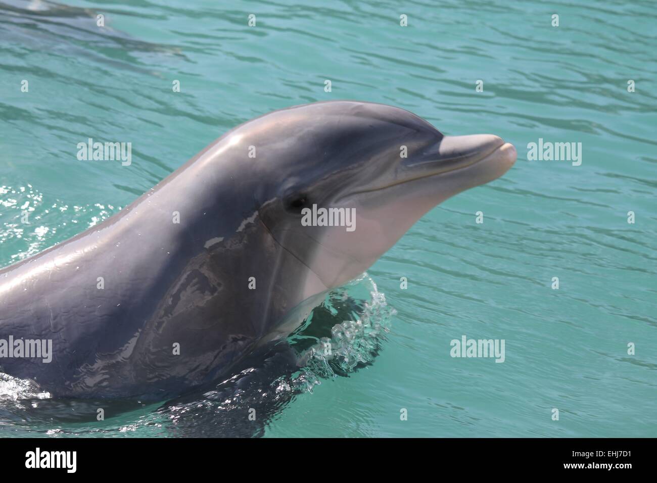 Dolphin, Dolphin Quest, Royal Naval Dockyard, Bermuda Stock Photo - Alamy