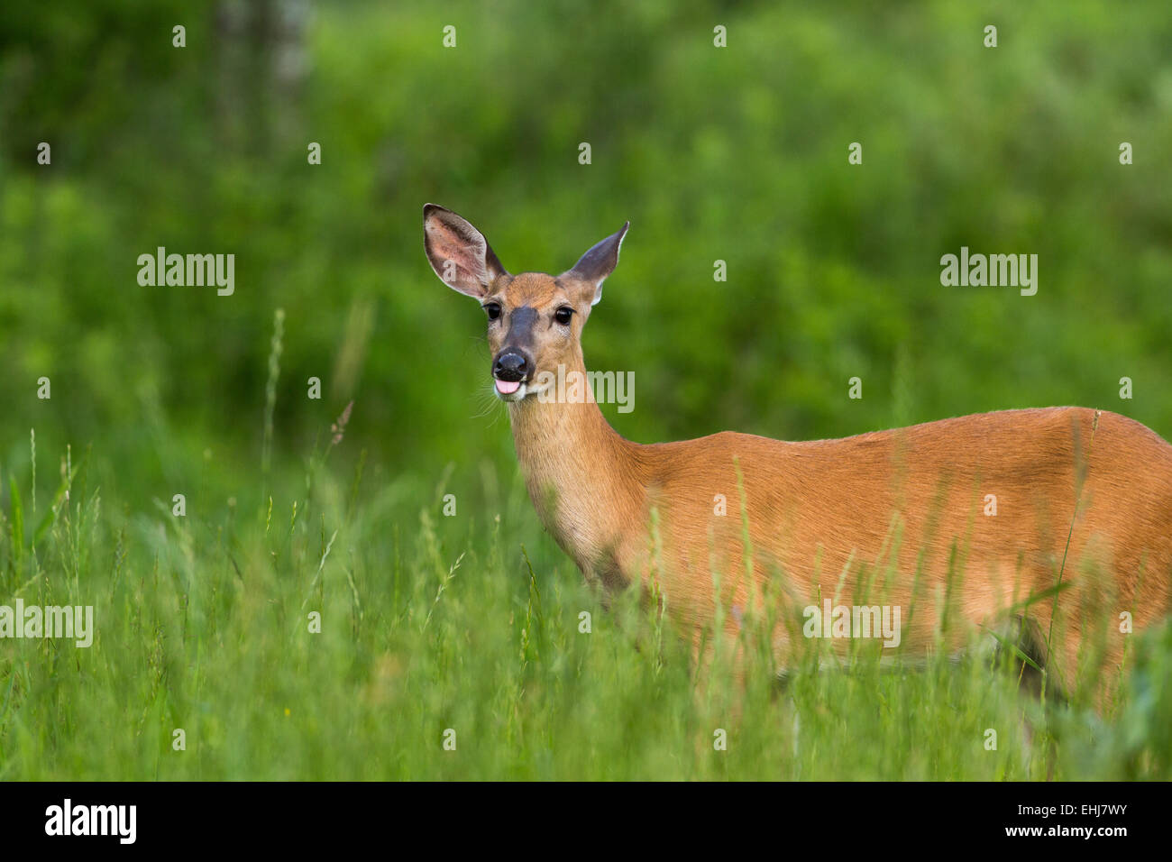 Whitetail deer whitetail deer yearling whitetail doe doe hi-res stock ...