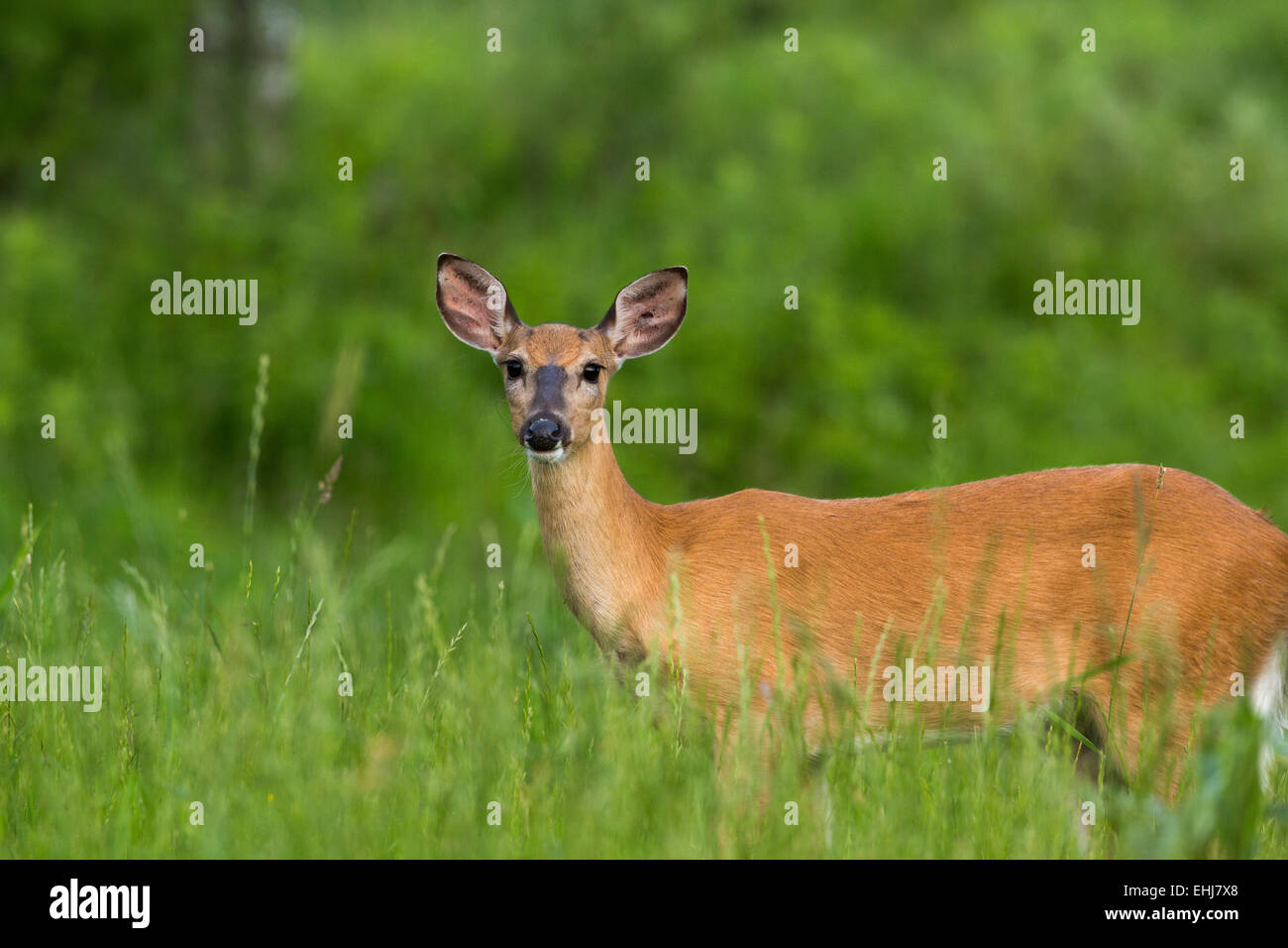 Whitetail deer whitetail deer yearling whitetail doe doe hi-res stock ...