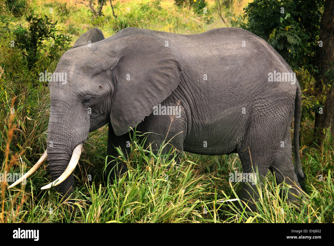 Tanzanian beauty hi-res stock photography and images - Alamy