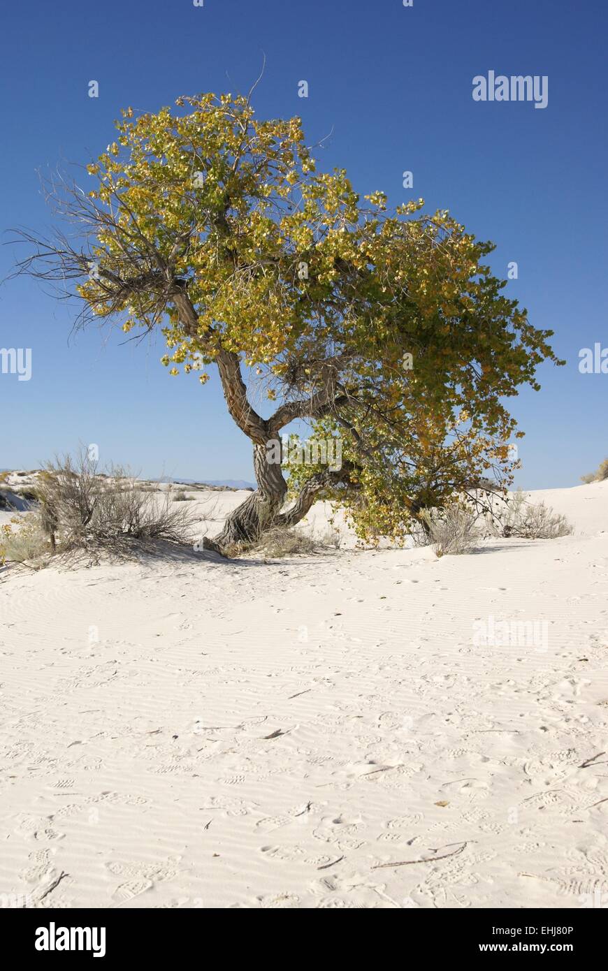 Southern new mexico hi-res stock photography and images - Alamy