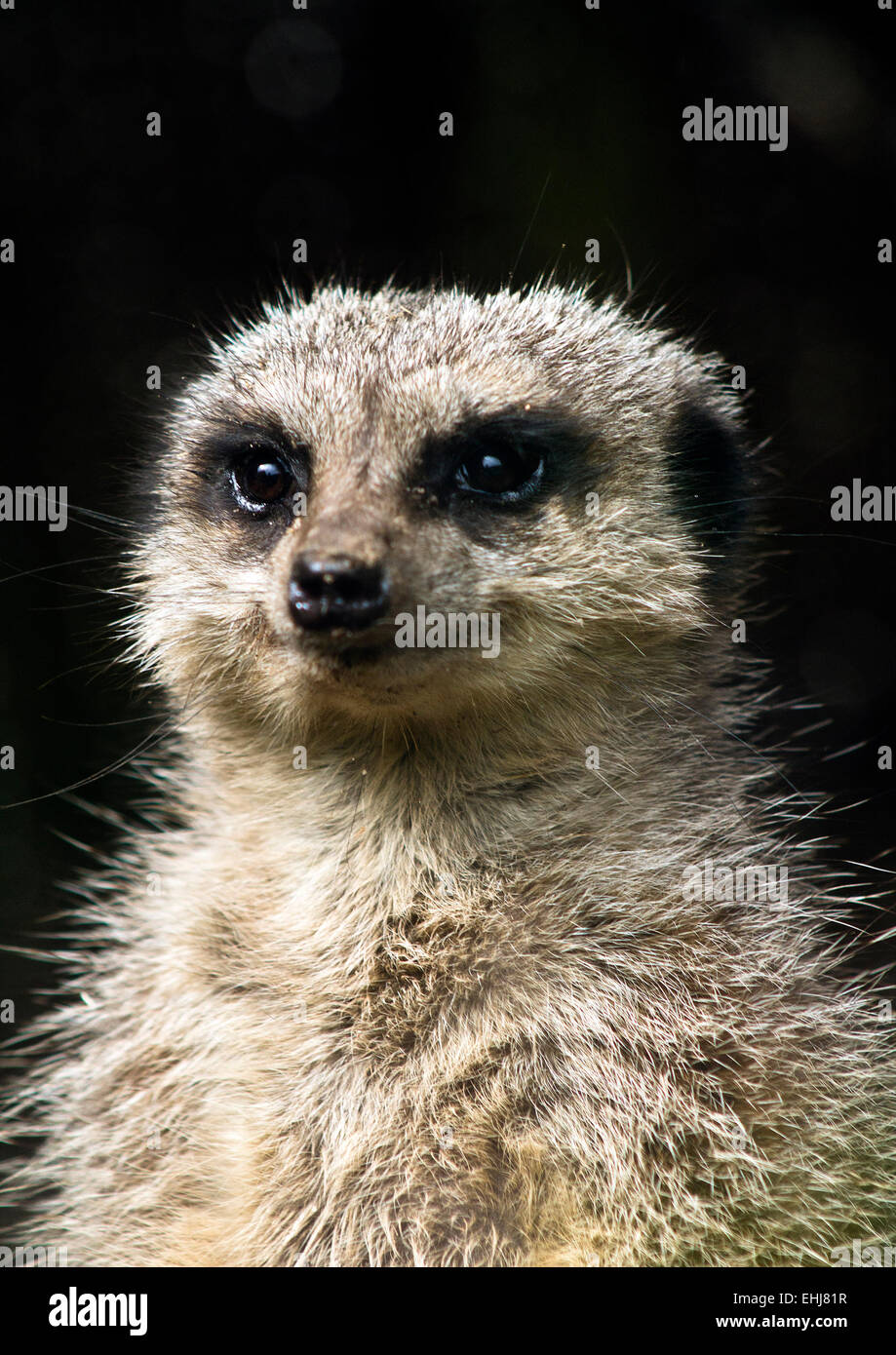 Closeup of a Meerkat Stock Photo - Alamy