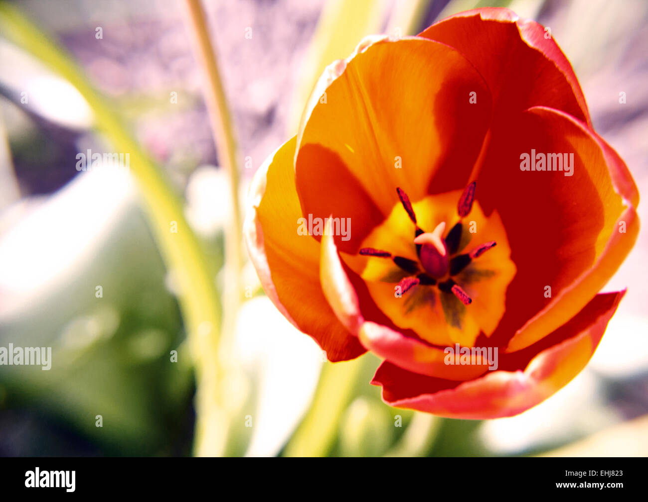 Tulip about to open hi-res stock photography and images - Alamy
