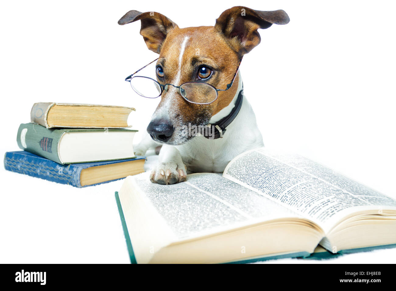 dog reading book Stock Photo - Alamy