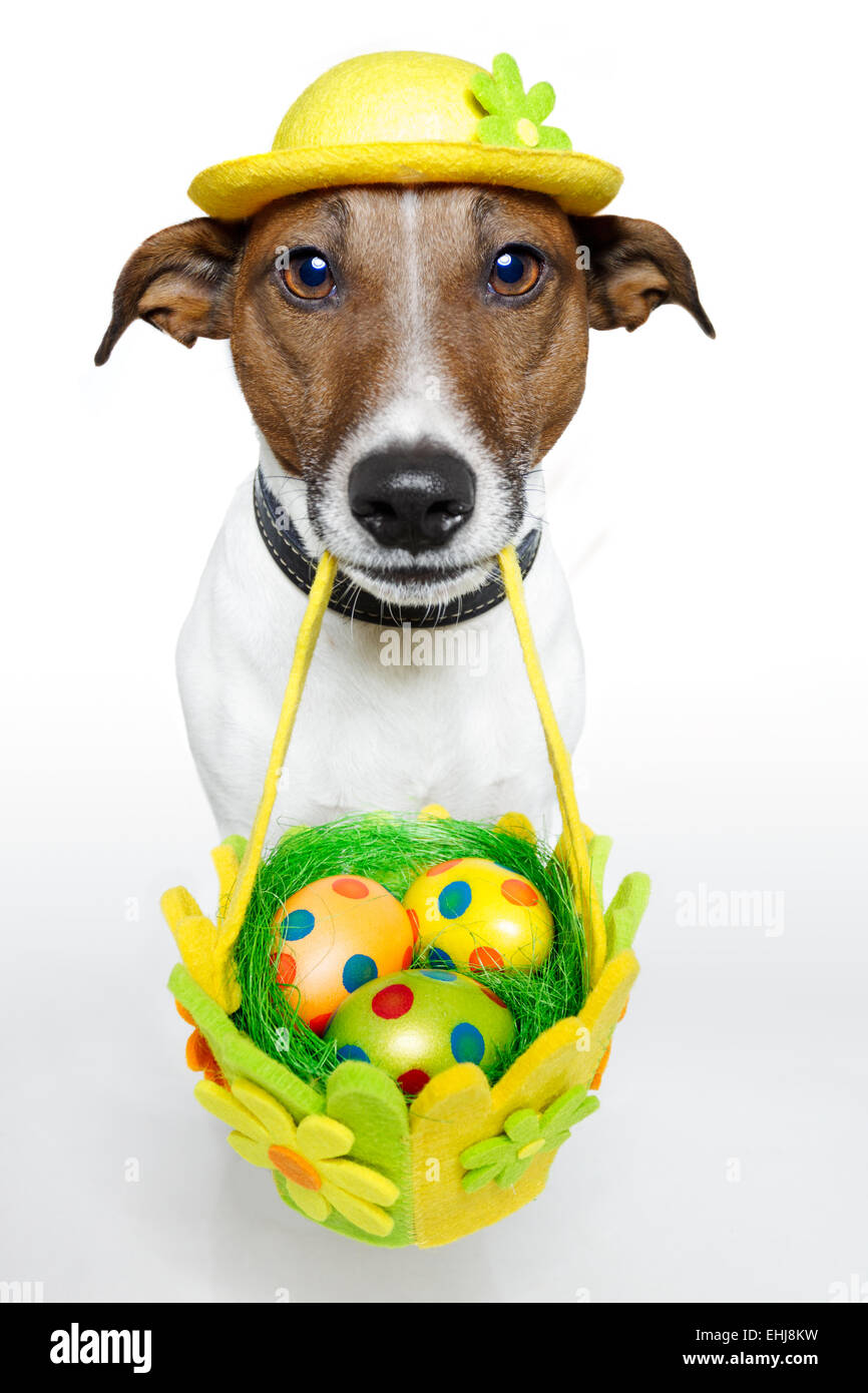 Dog eating easter egg hi-res stock photography and images - Alamy