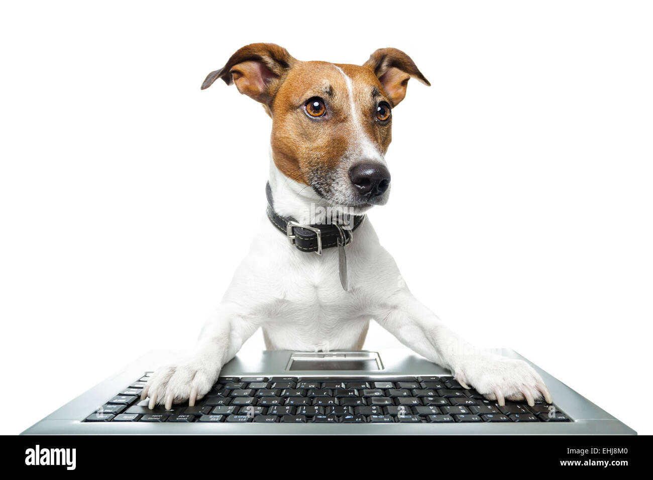 Dog looking at computer screen hi-res stock photography and images - Alamy