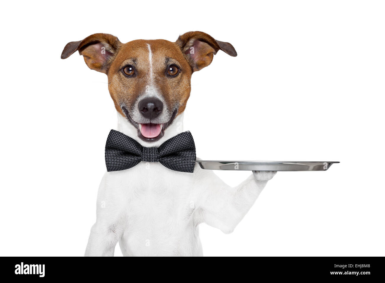 dog service tray Stock Photo - Alamy