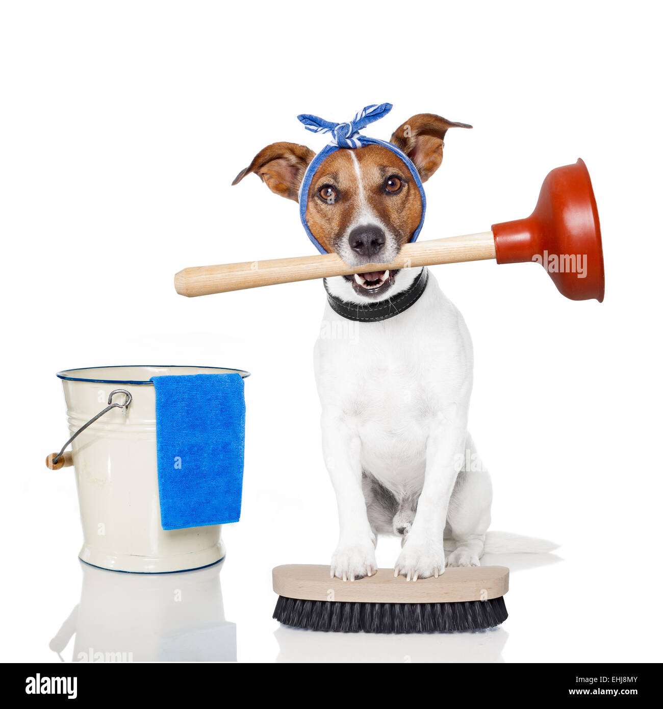 Dog toilet bathroom hi-res stock photography and images - Alamy