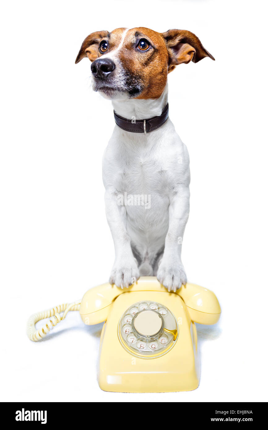 dog phone call Stock Photo - Alamy