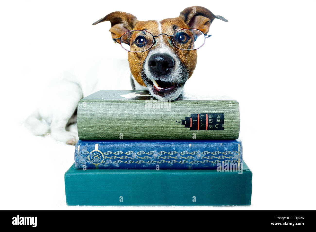 dog reading book Stock Photo - Alamy