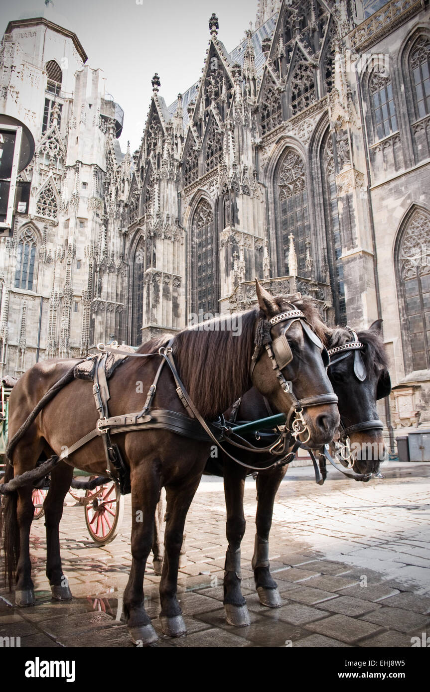 Traditional horse coach fiaker in hi-res stock photography and images ...