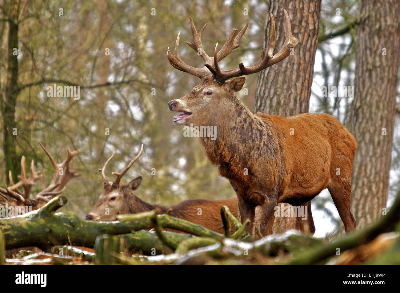 Jagdbares hi-res stock photography and images - Alamy