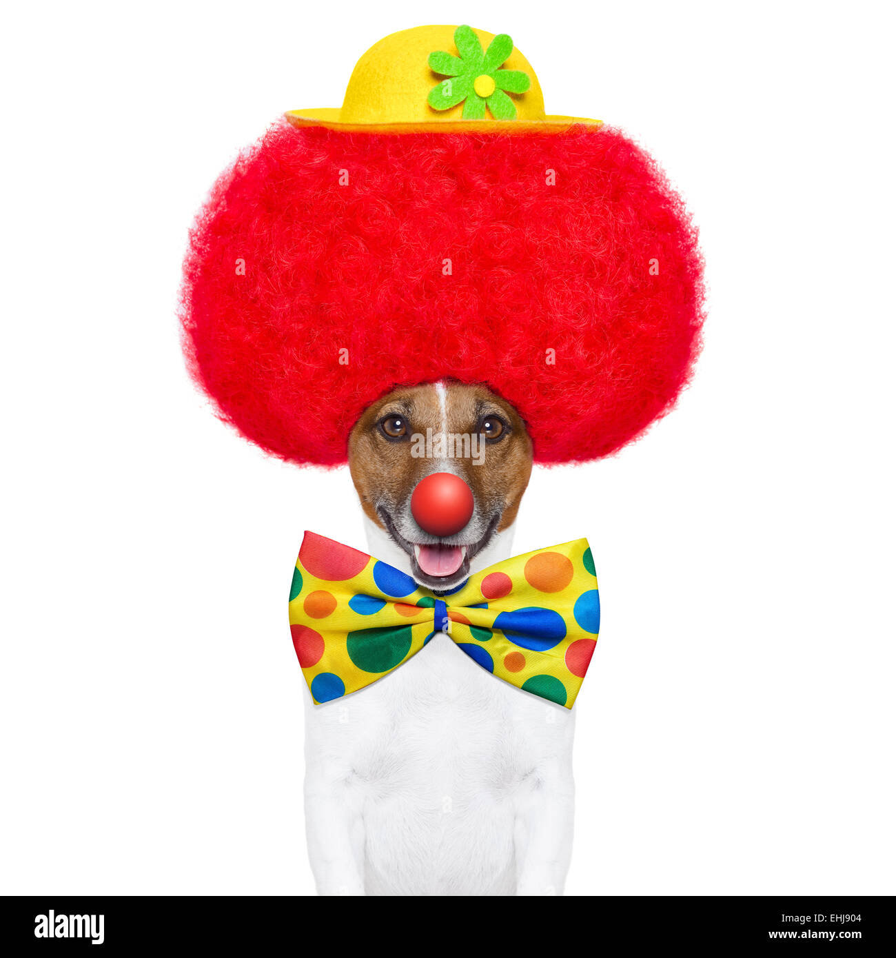 clown dog with red wig and hat Stock Photo - Alamy