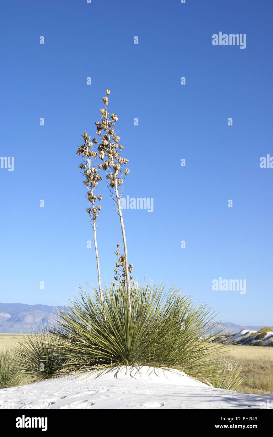 Yucca cactus hi-res stock photography and images - Alamy