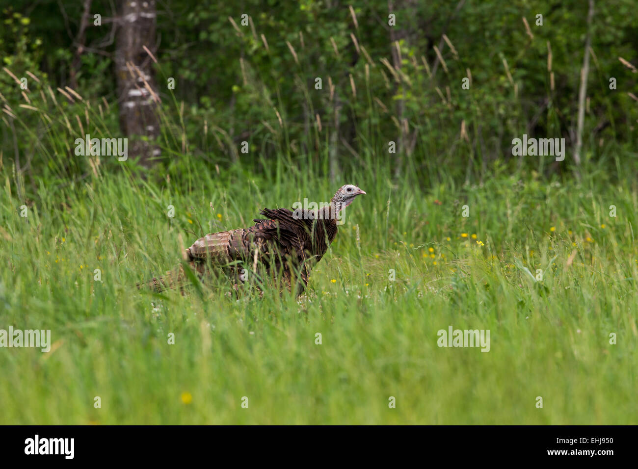 Eastern wild turkey - hen Stock Photo - Alamy
