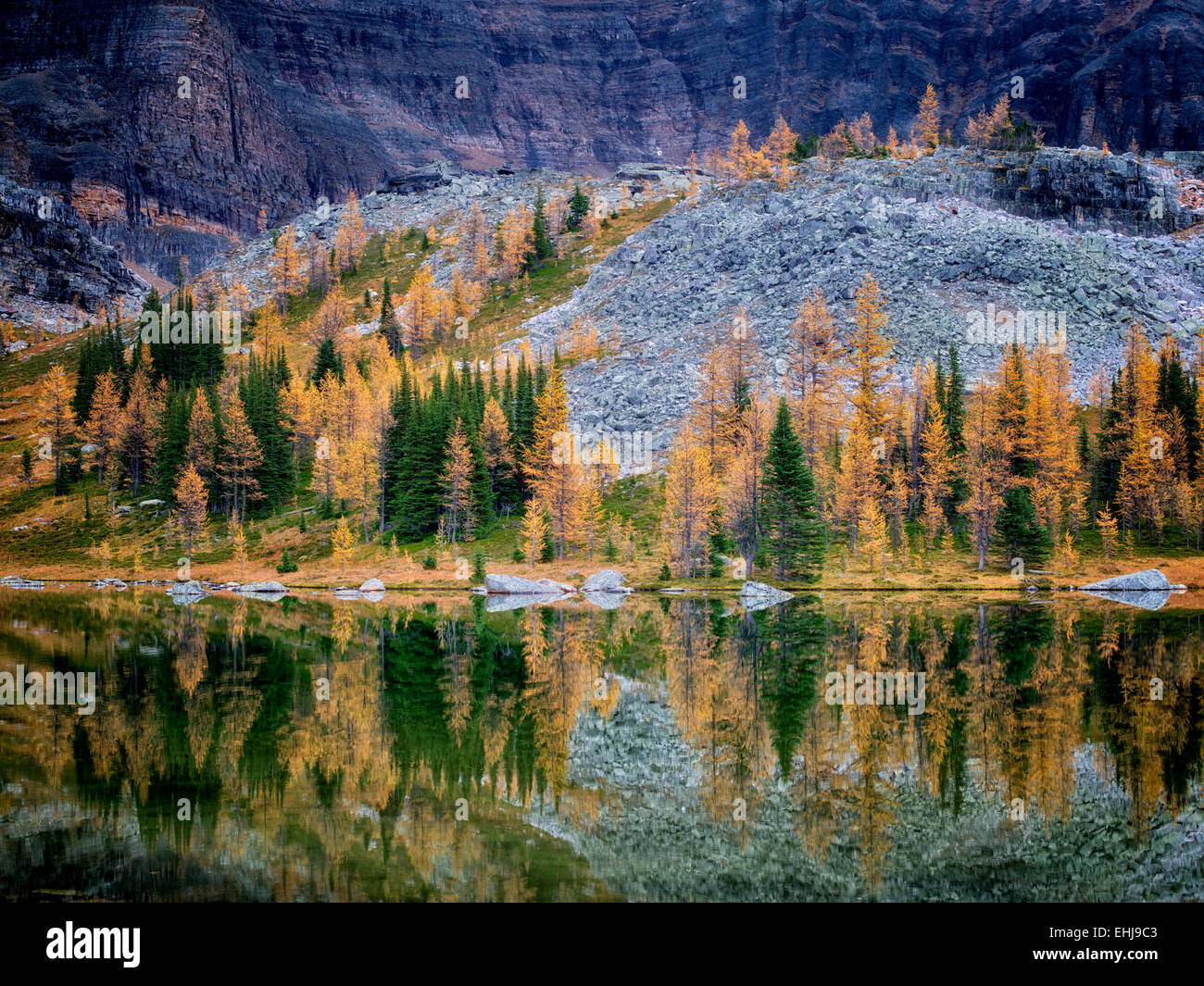 Lake reflection larch in fall color at Moor Lake and mountains. Yoho ...
