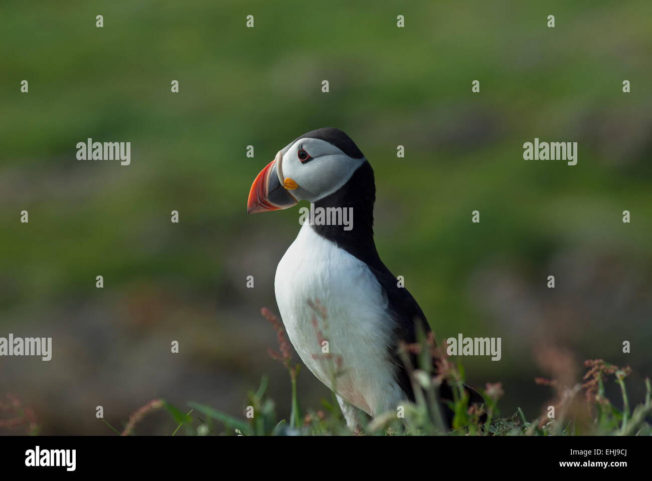 Close up of a Puffin standing on a grassy cliff top, Lunga, Treshnish ...