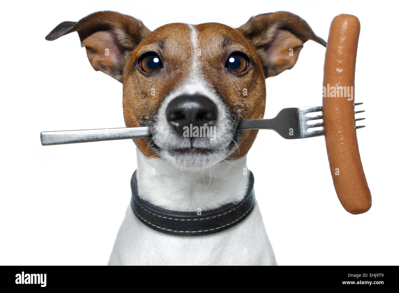 hungry dog with a sausage on the fork Stock Photo - Alamy
