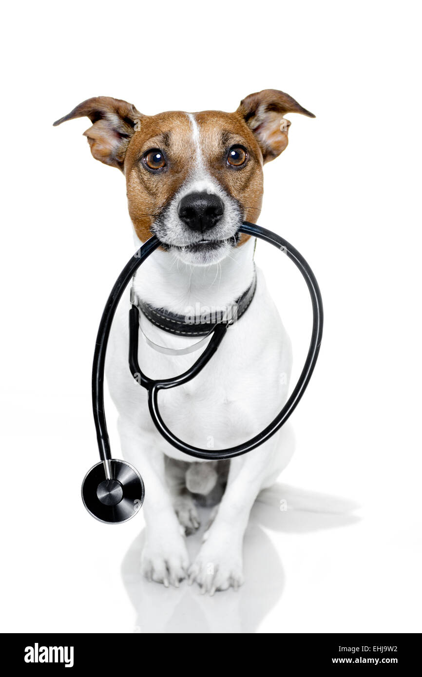 medical doctor dog Stock Photo - Alamy