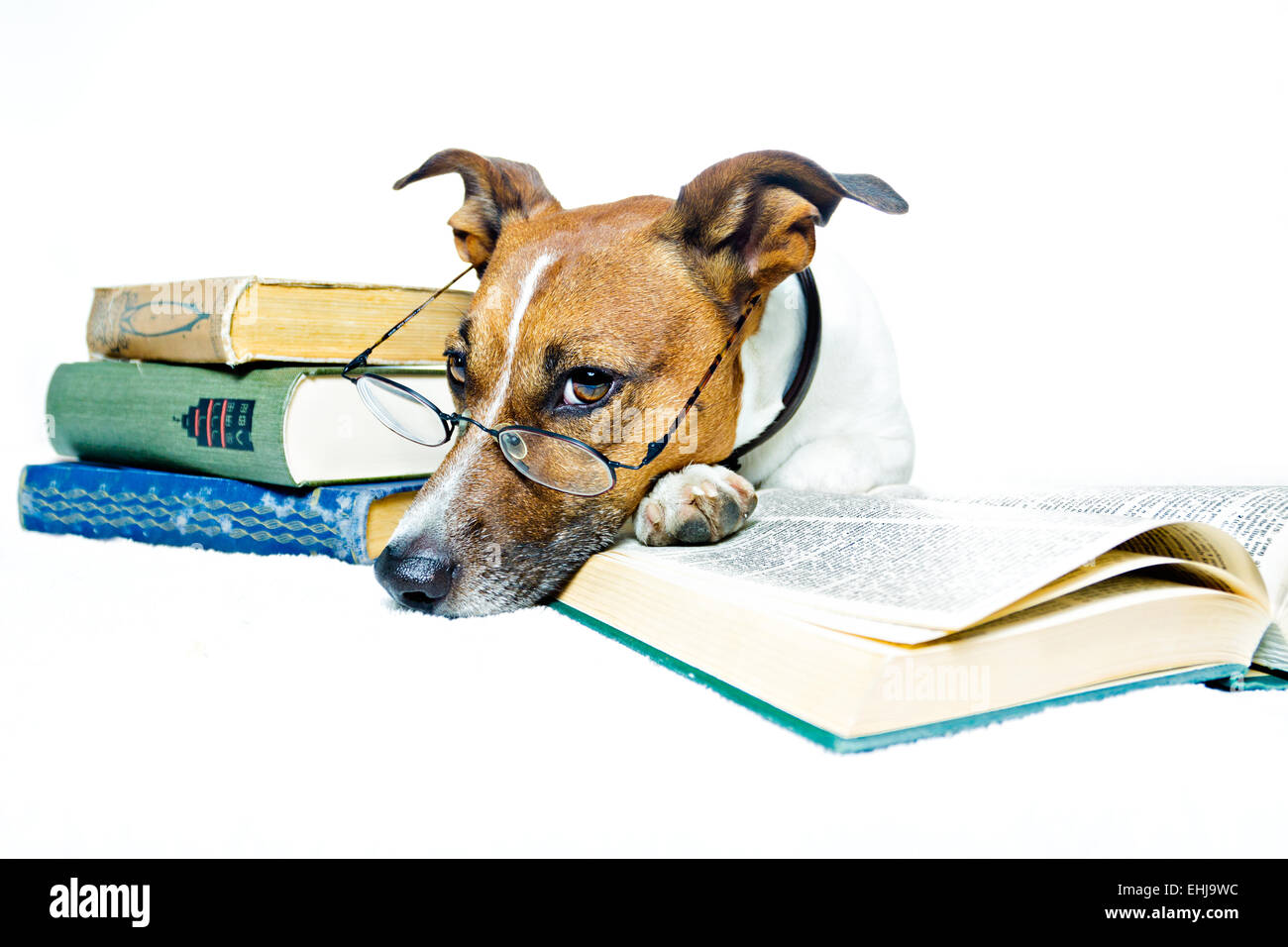 dog reading book Stock Photo - Alamy