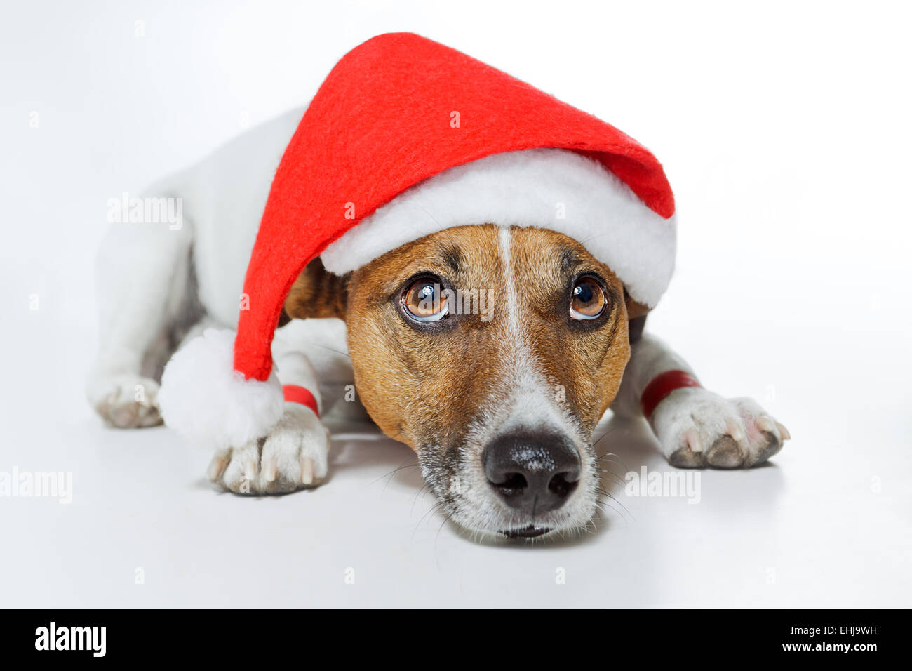 christmas dog santa Stock Photo - Alamy