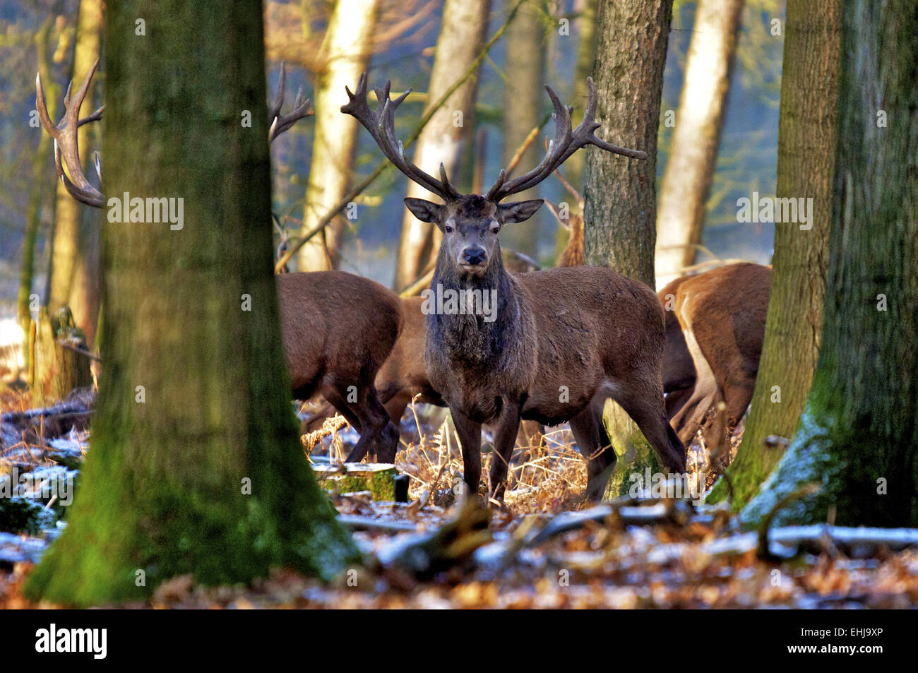 Deer at twilight hi-res stock photography and images - Alamy