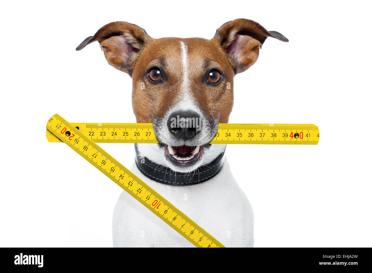 Yellow dog teeth hi-res stock photography and images - Alamy