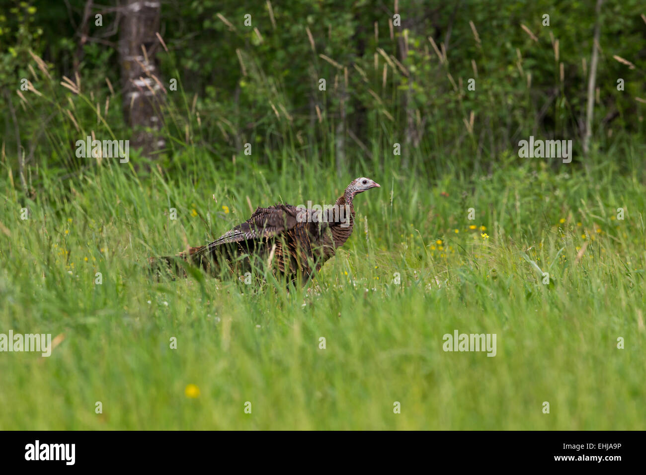 Eastern wild turkey - hen Stock Photo - Alamy