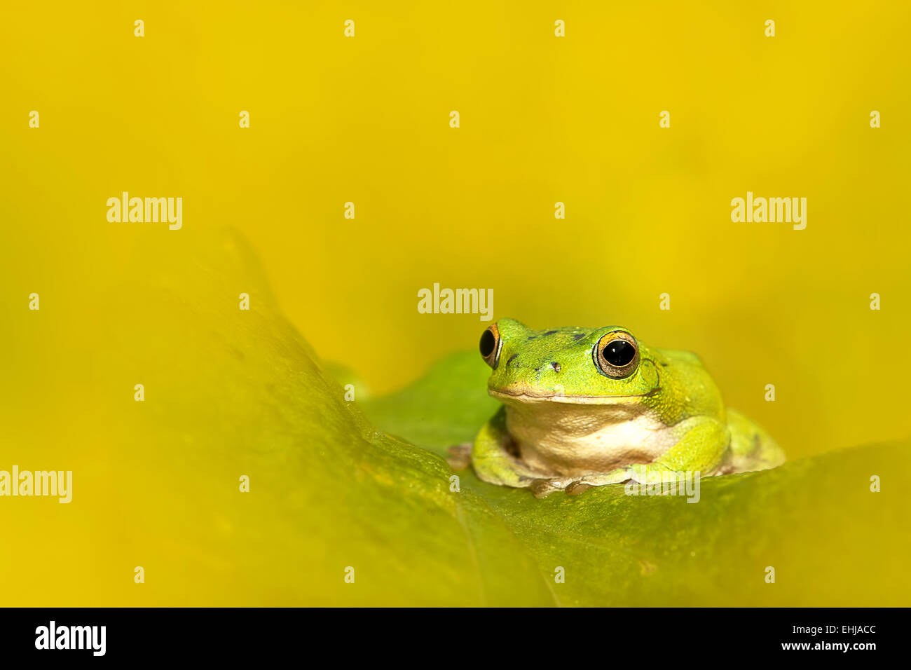 Tree frogs hi-res stock photography and images - Alamy