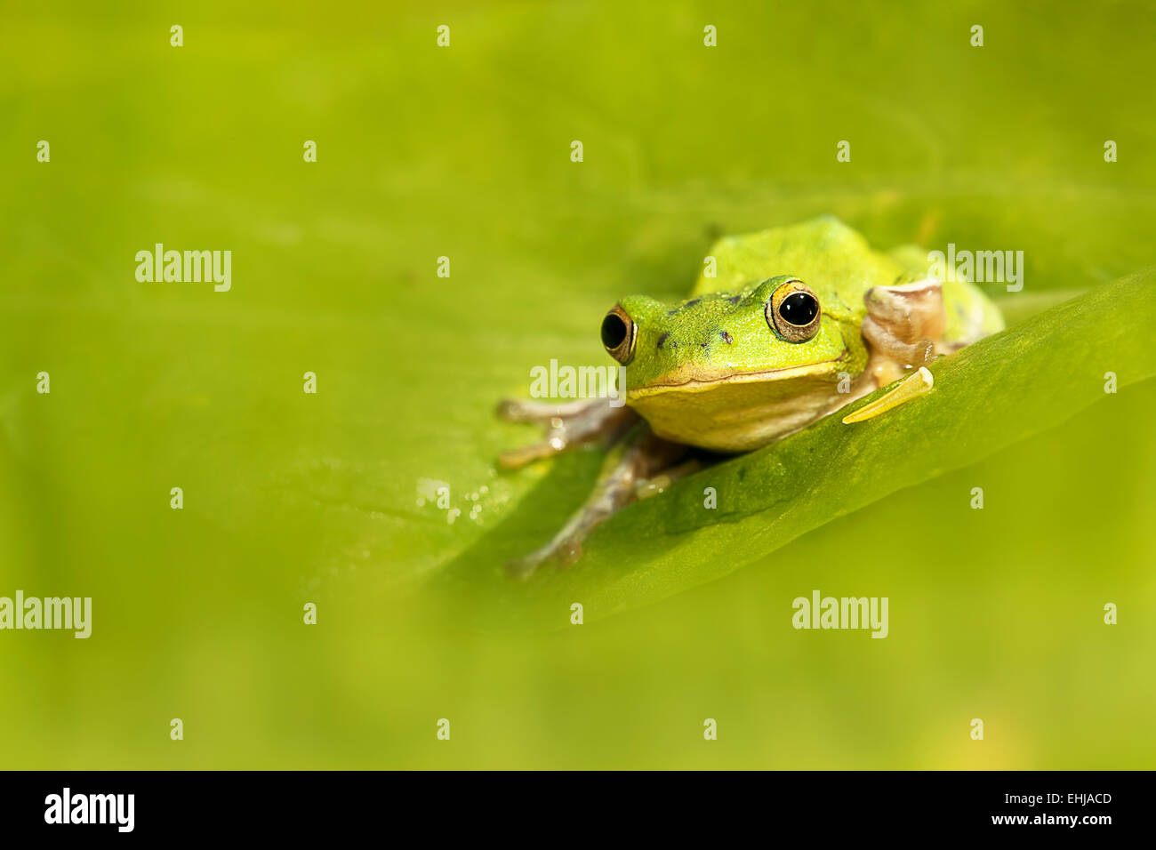 Chirping tree frogs are courting in the forest,Taiwan for adv or others ...