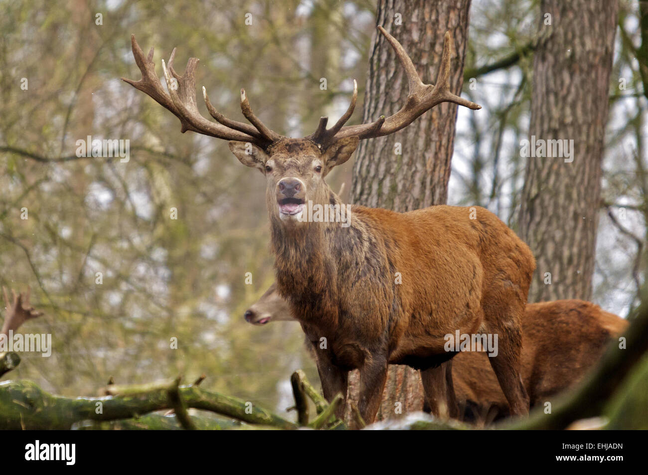 Jagdbares hi-res stock photography and images - Alamy