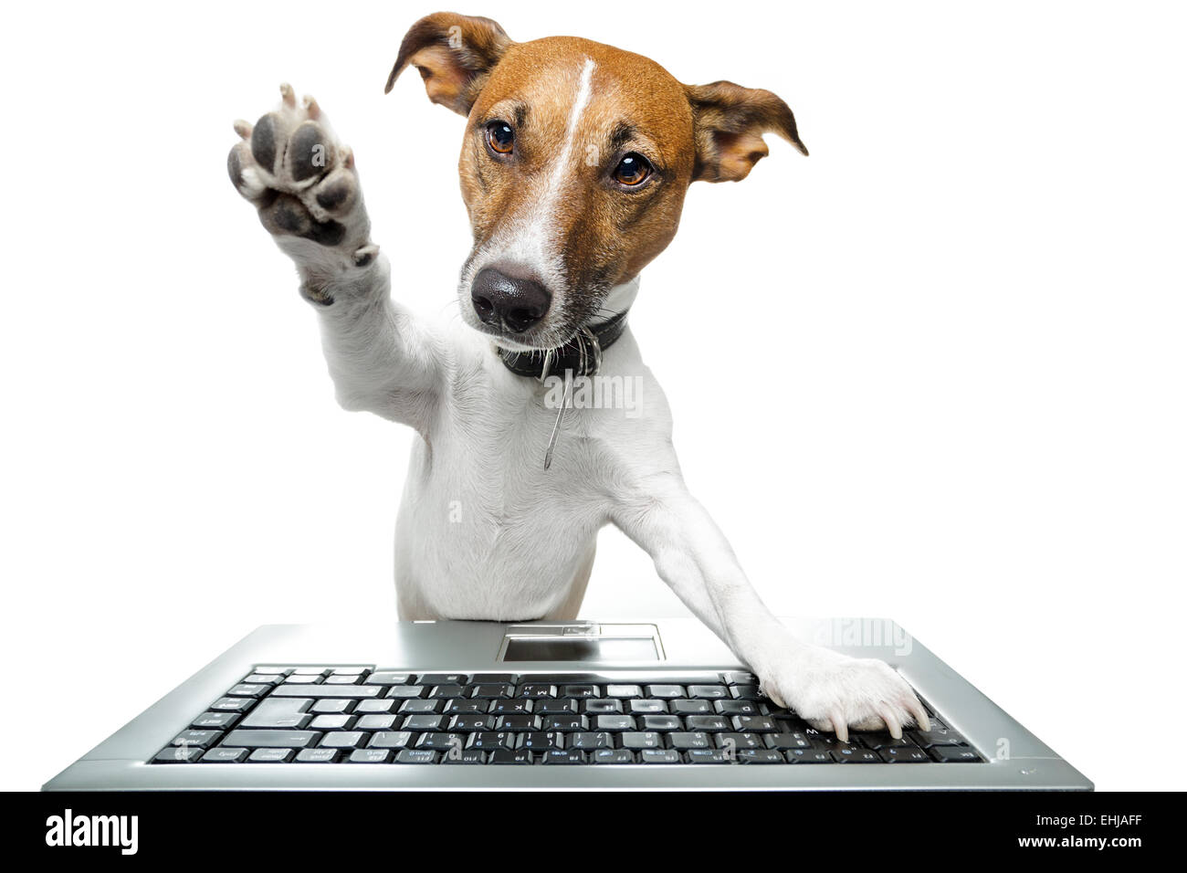 dog computer pc tablet Stock Photo - Alamy