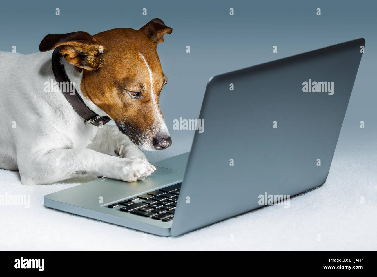 Dog Typing On Computer