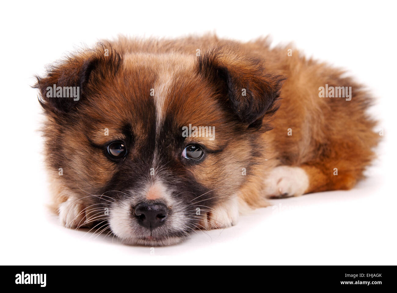 Puppy isolated on white background Stock Photo - Alamy