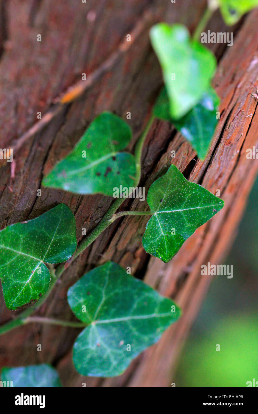 Red cedar tree hi-res stock photography and images - Alamy