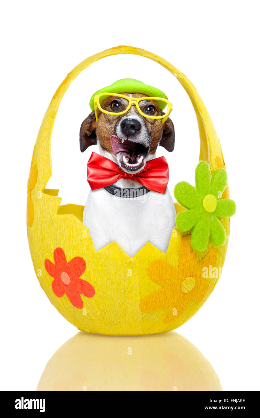 dog in colorful easter egg Stock Photo - Alamy